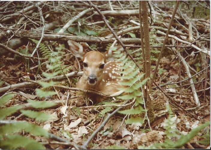 It’s the season of fawns in the U.P. | News, Sports, Jobs - Daily Press